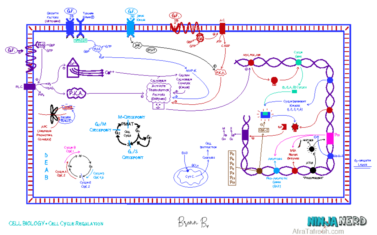 Cell cycle regulation notes (BIO 101) - Studocu