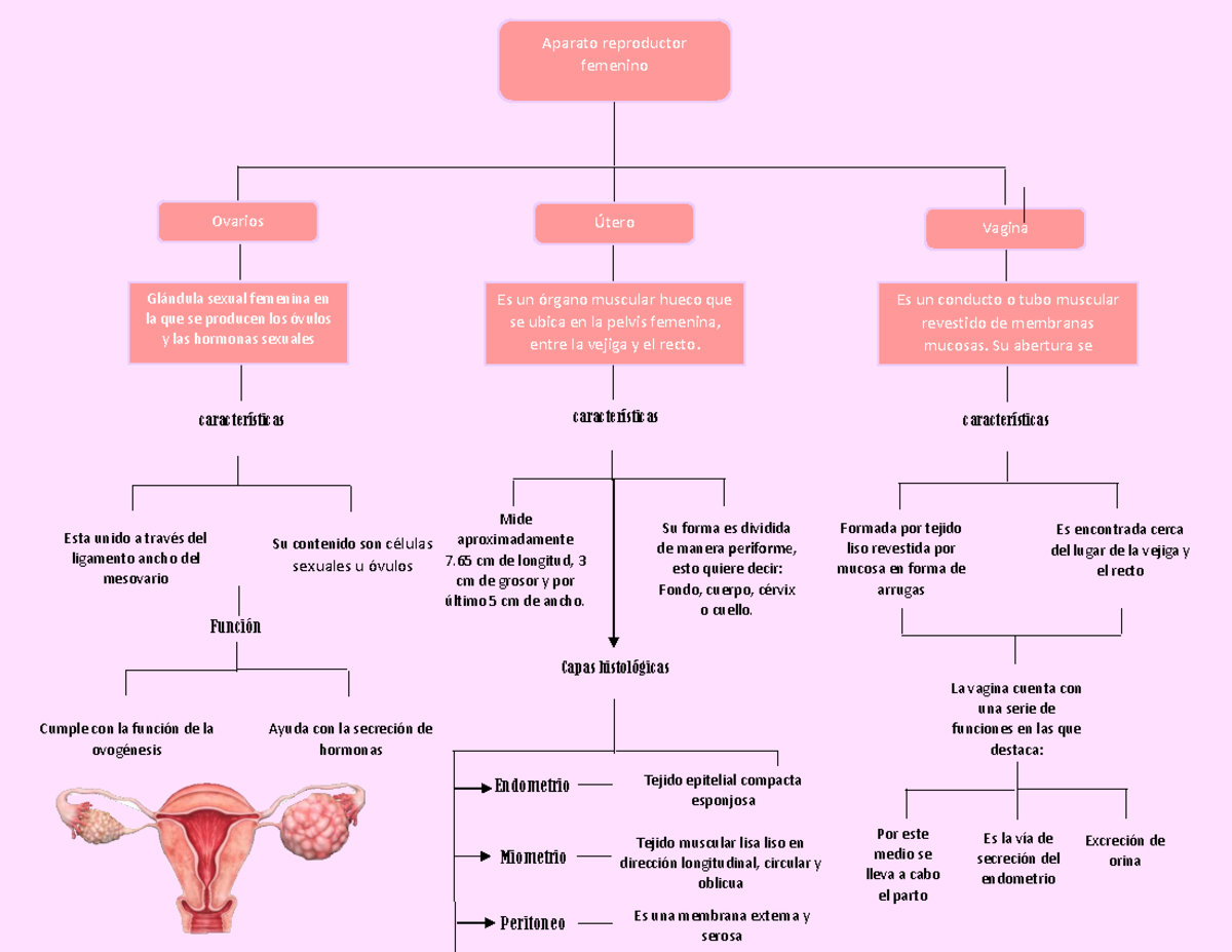 Sistema Reproductor Masculino Y Femenino Infografia Apuntes De