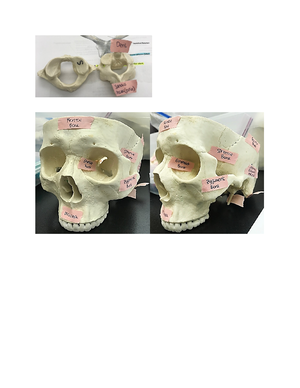 Understanding Bone Structure and Repair: Anatomy & Healing Mechanisms ...