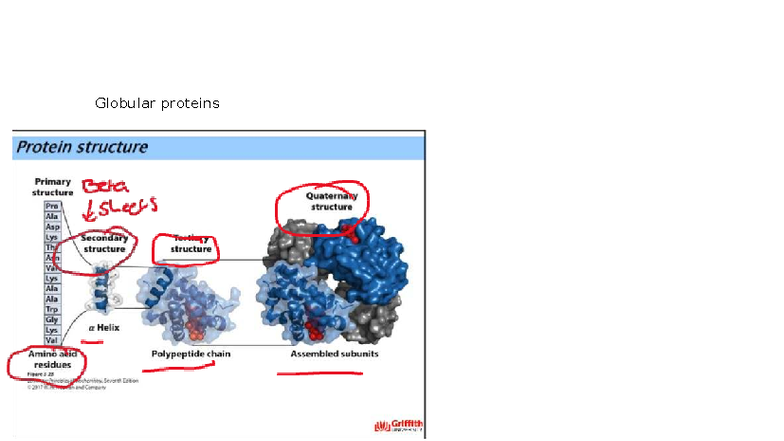 Lecture Notes on Globular Proteins - Biochem 101 (Weeks 1-6) - Studocu