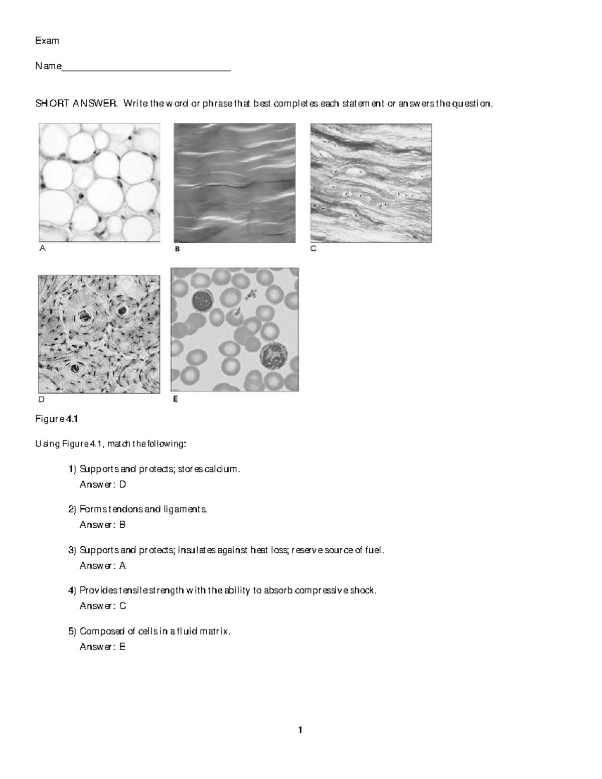 Chapter 4: Tissue Structure and Functions Exam Review Notes - Studocu