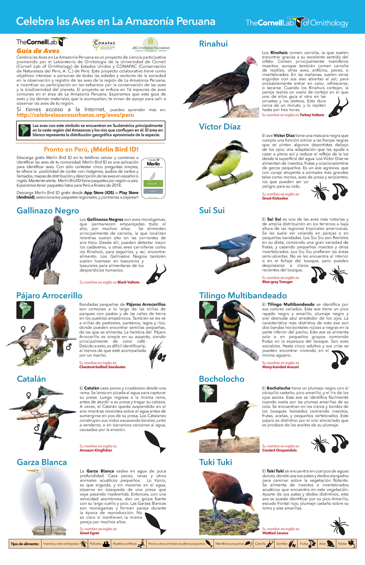 Guía de Aves de La Amazonía Peruana - Proyecto Cornell Lab y CONAPAC ...
