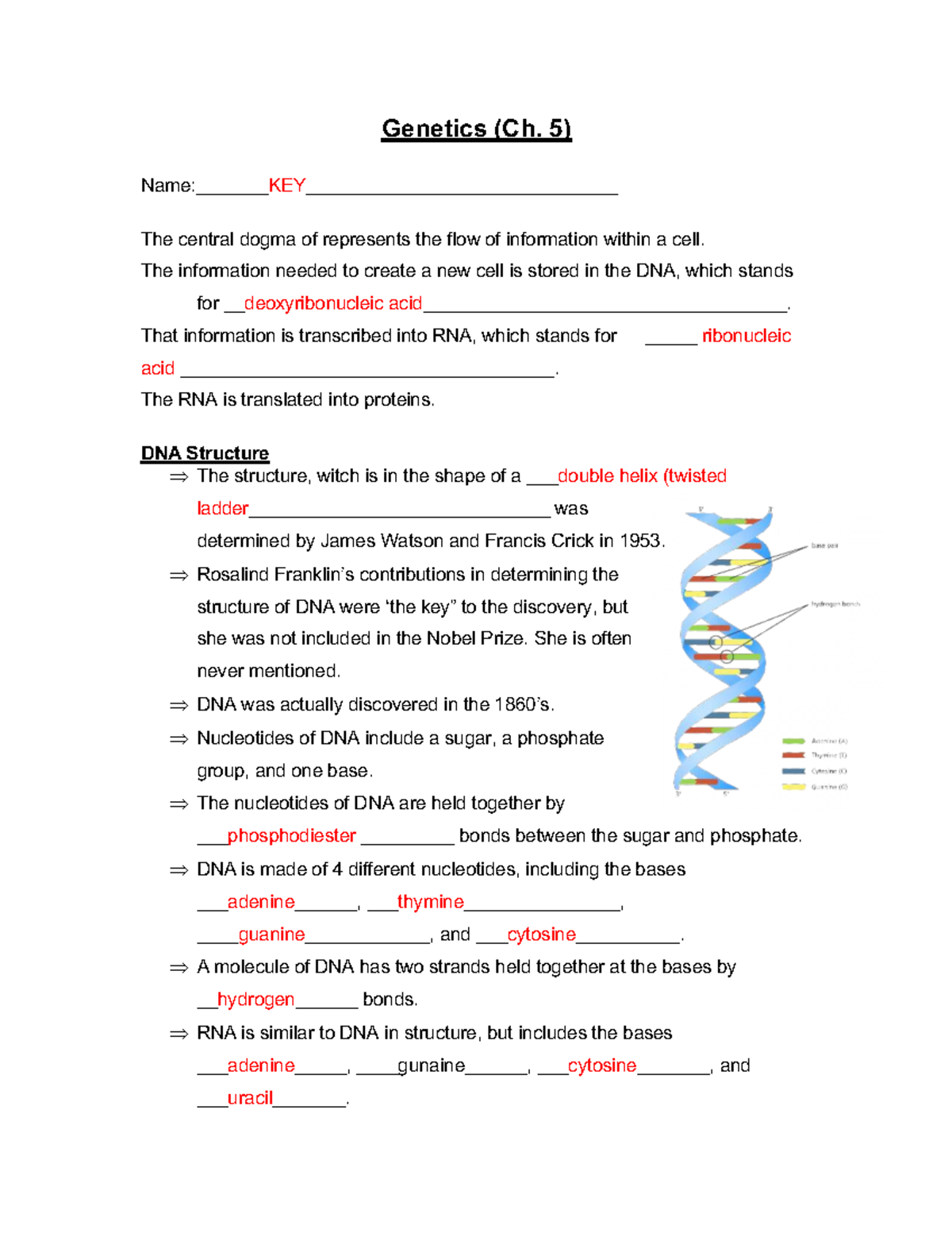 Genetics (Ch. 5) Notes on Central Dogma, DNA Replication & Mutations ...