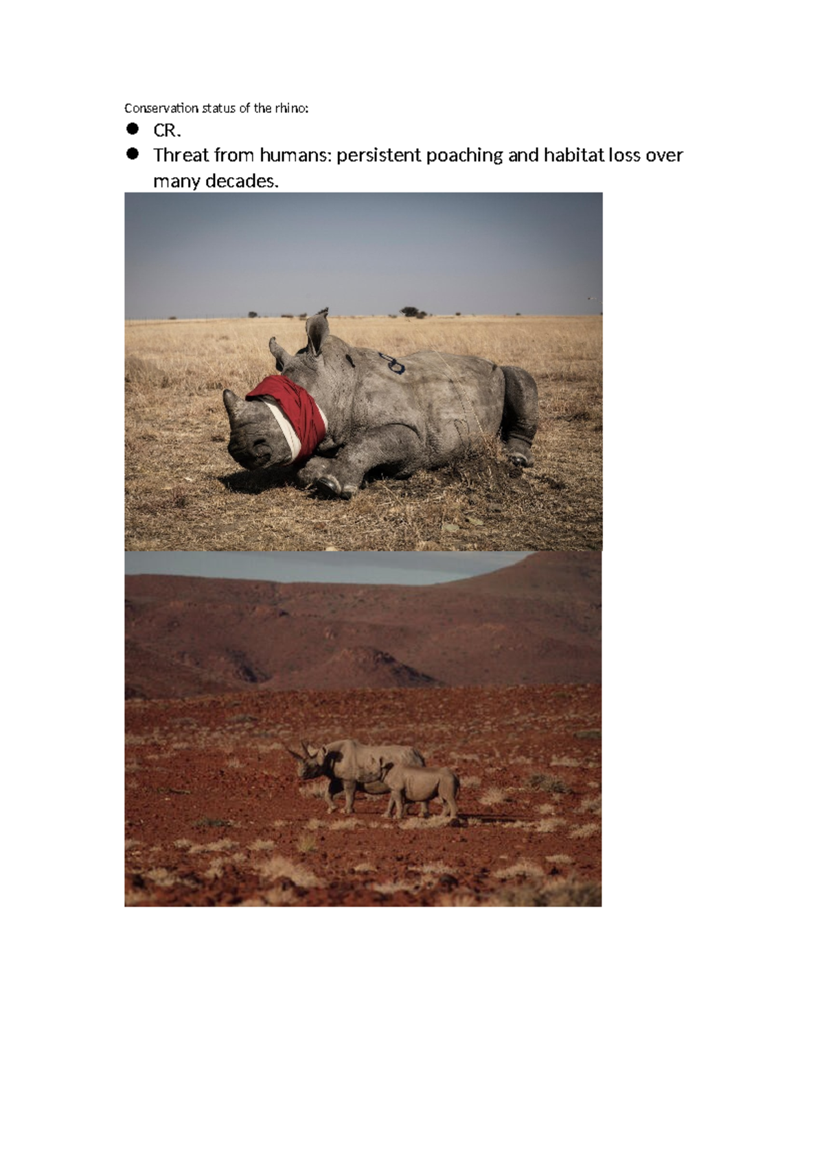 Conservation status of the rhino - English - Threat from humans ...