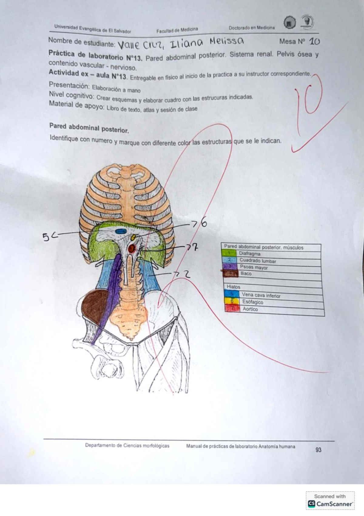 Guía N°13 de Anatomía: Pared Abdominal y Pelvis - Doctorado en Medicina ...