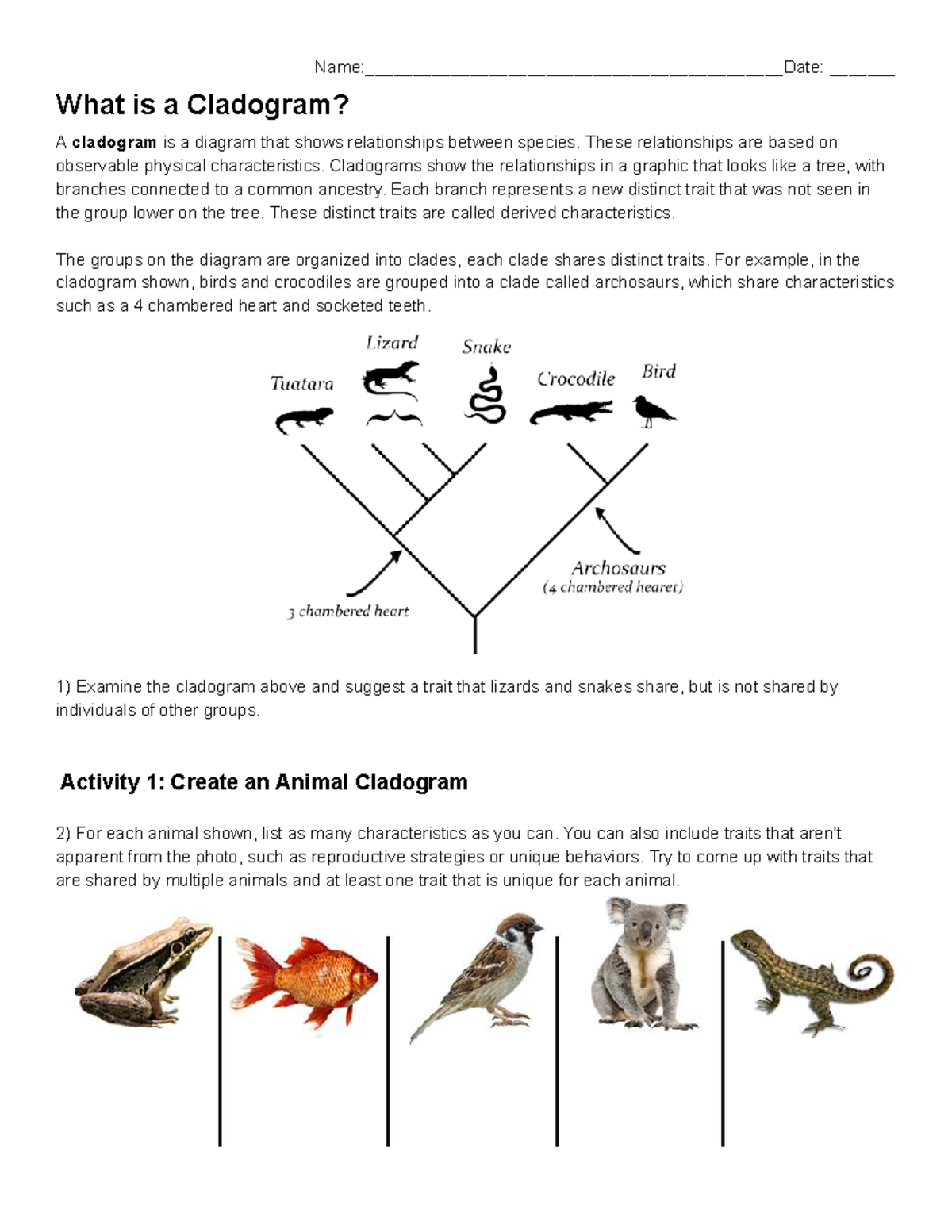 Creating Cladograms: Analyzing Species Traits & Relationships - Studocu