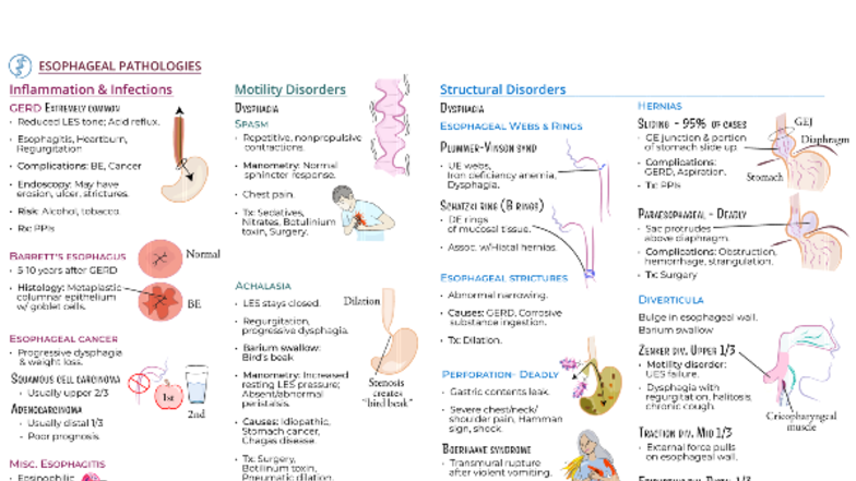 ESOPHAGEAL PATHOLOGIES: Inflammation, Disorders & Treatments - Studocu