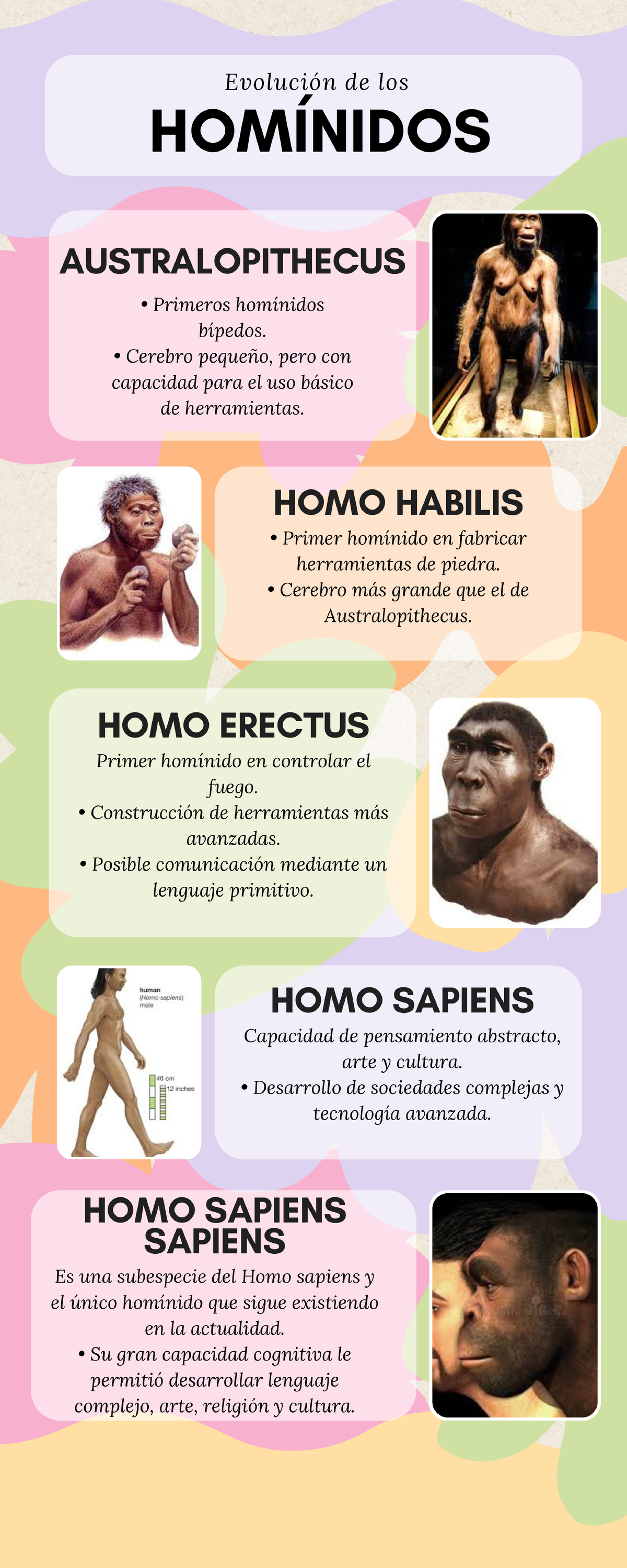 Infografía Homínidos - Evolución de los HOMÍNIDOS AUSTRALOPITHECUS Primeros homínidos bípedos ...