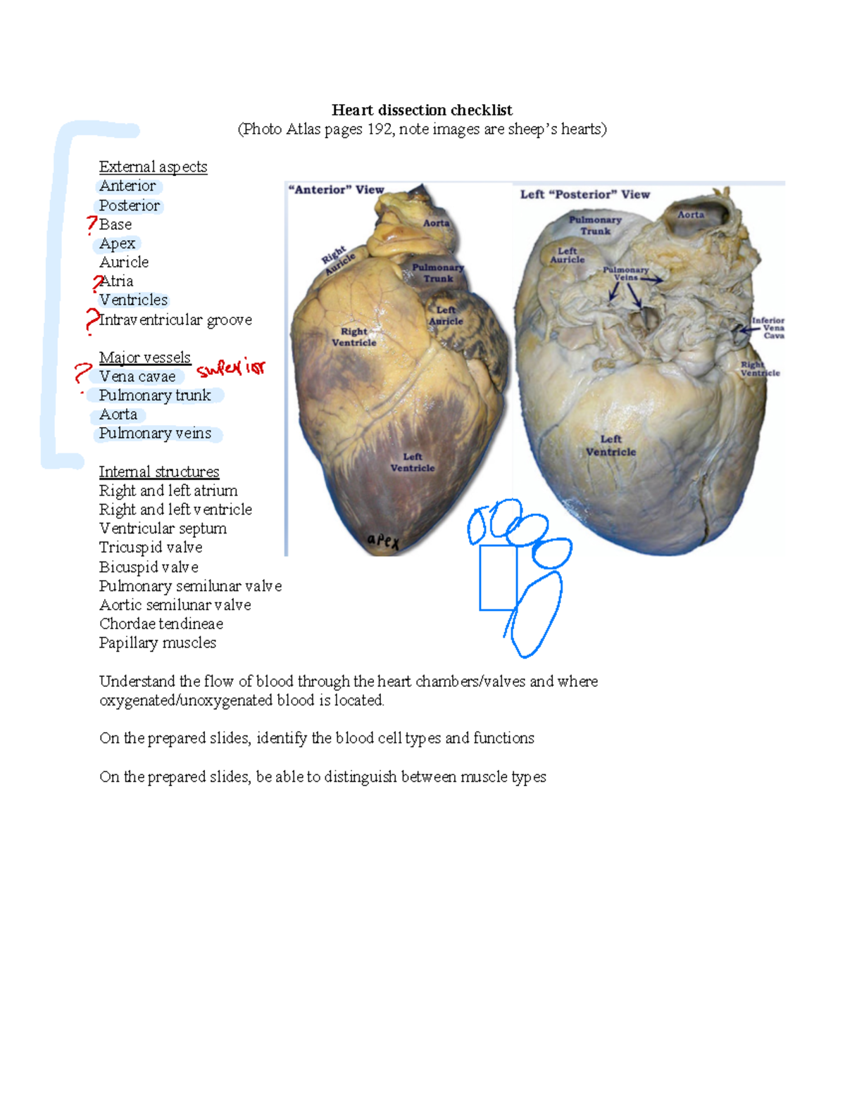 Heart Anatomy Checklist - Lab Study Guide - Studocu
