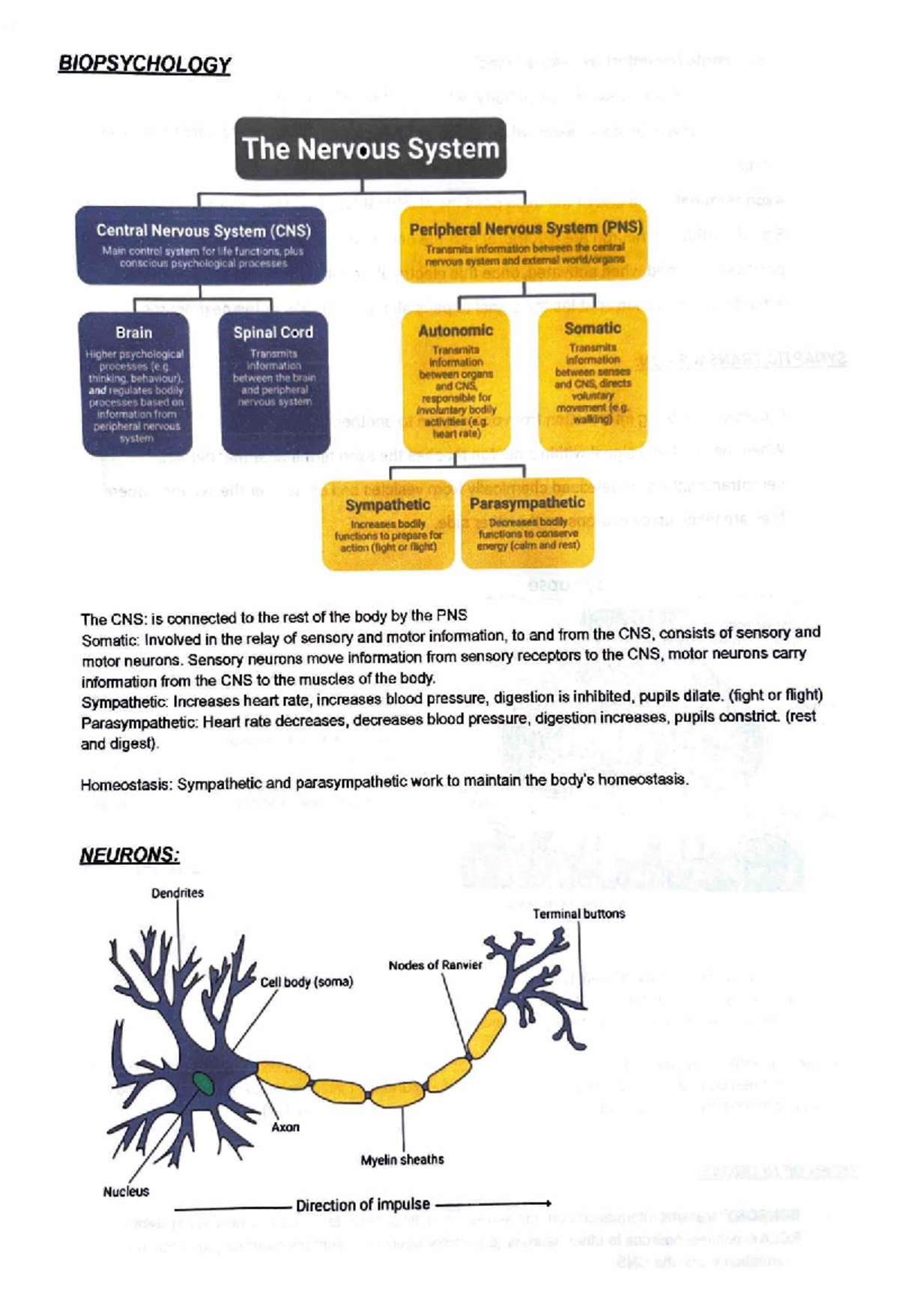 BIOPSYCHOLOGY: Understanding the Nervous System and Its Functions - Studocu