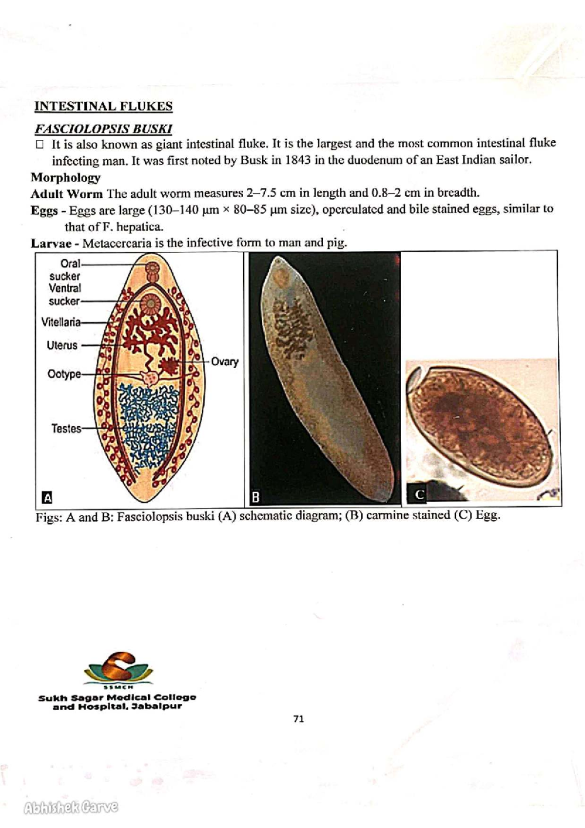 Micro Spotters 1: Intestinal Flukes & Nematodes Overview - SSMCH - Studocu