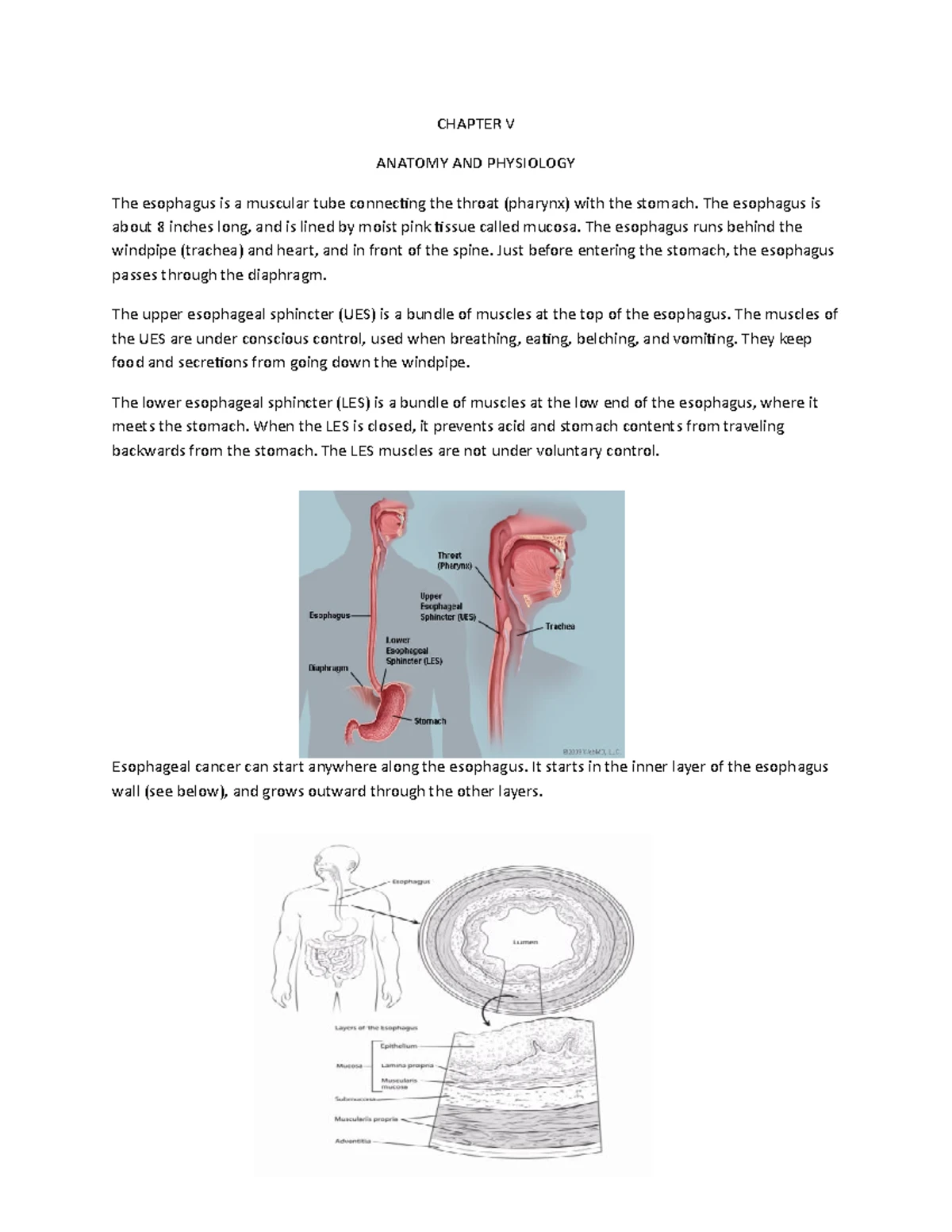 Heart Anatomy Overview - Essential Structures and Functions - Studocu