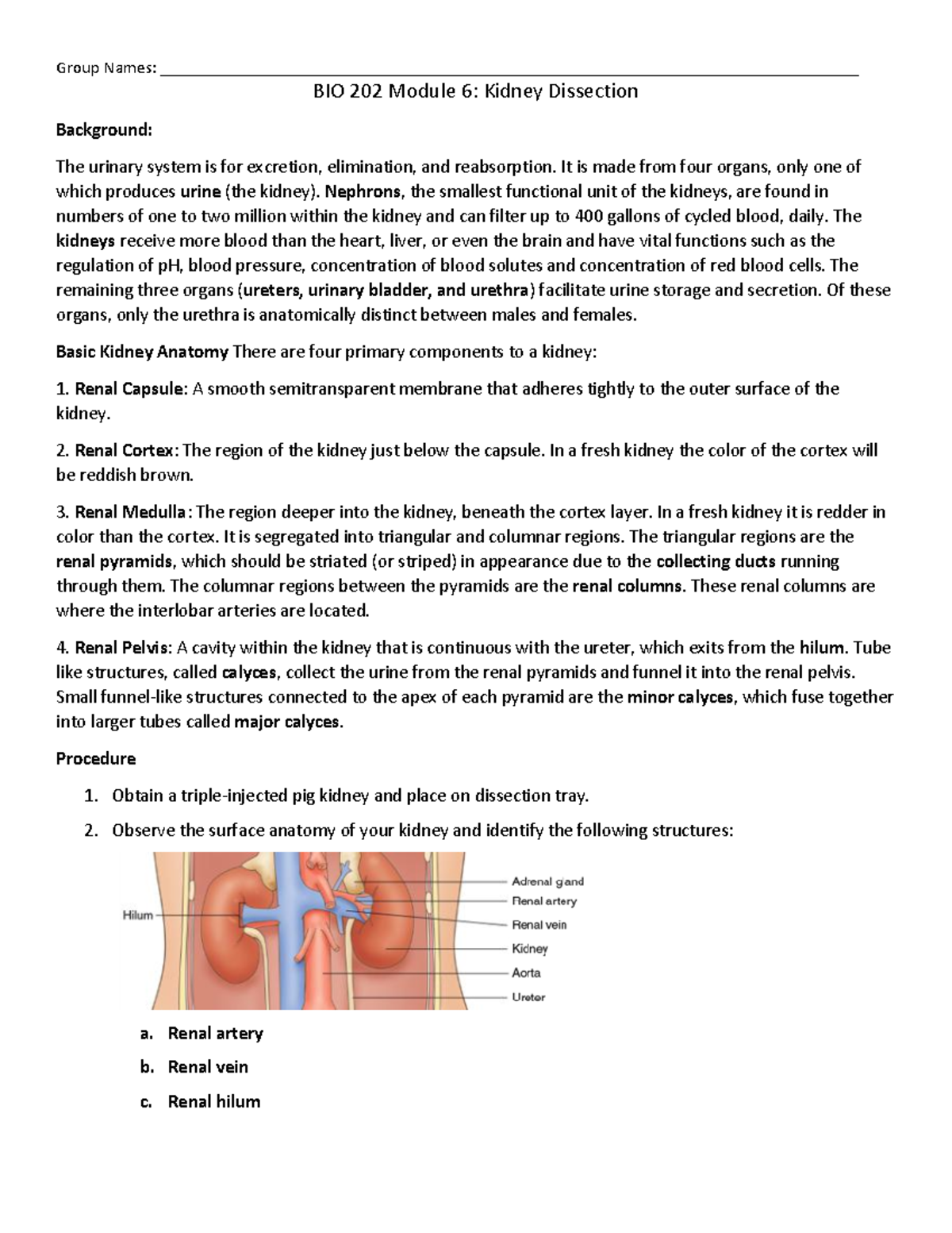 BIO202 Module 6 Kidney Dissection Lab Guide and Procedures - Studocu