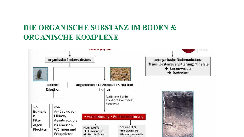 Bodengeographie VL 3-5: Organische Substanz und Humusformen - Studocu