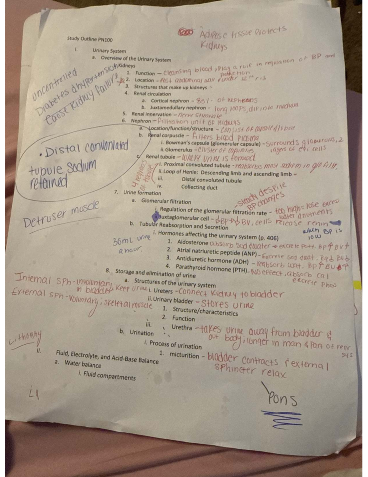 Final Exam Review Guide for PN100: Urinary System Overview - Studocu