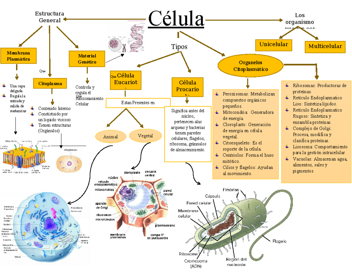 Mapa Conceptual de Células: Eucariota y Procariota - Studocu