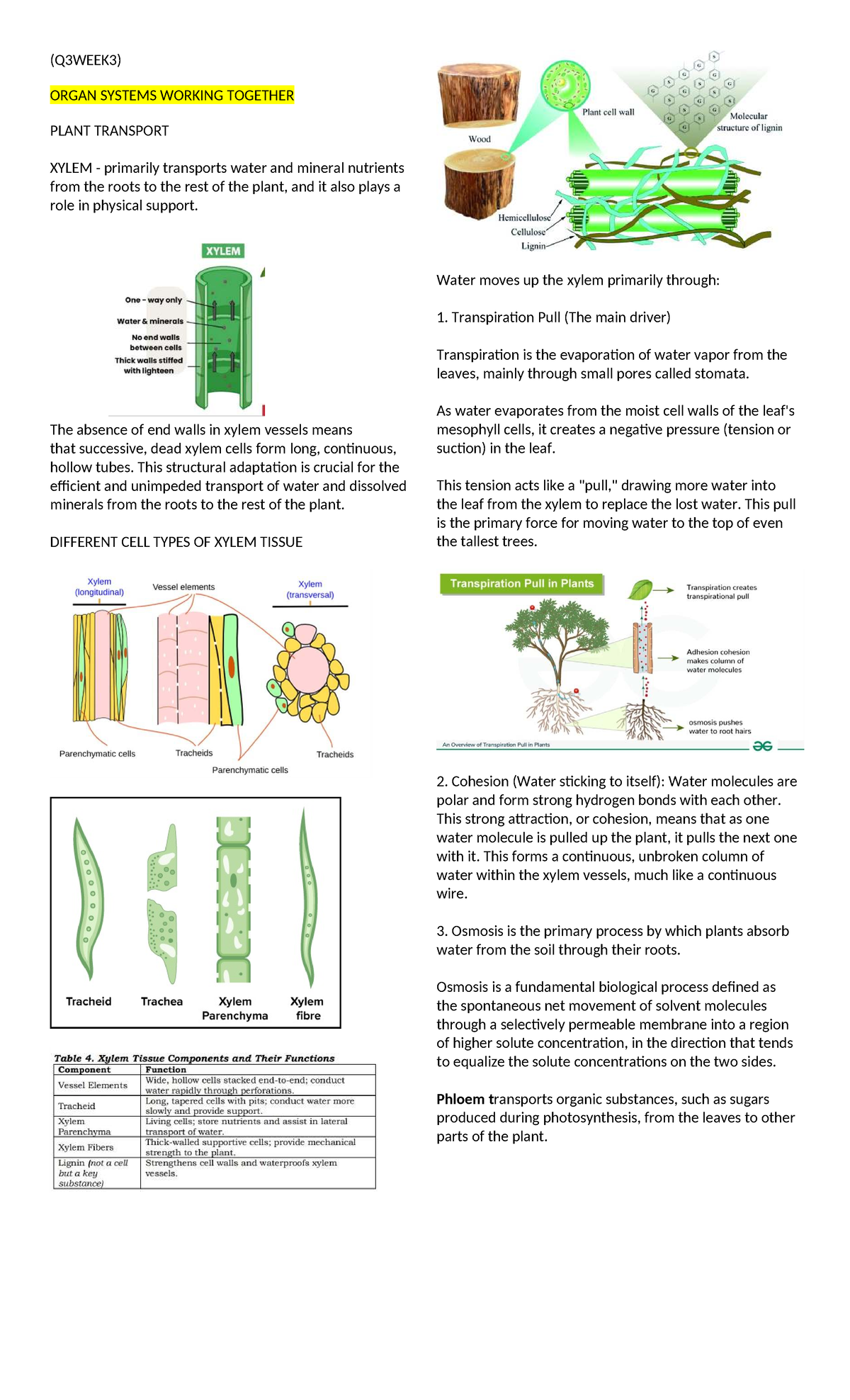 (Q3WEEK3) Notes on Organ Systems Collaboration in Plant Transport - Studocu