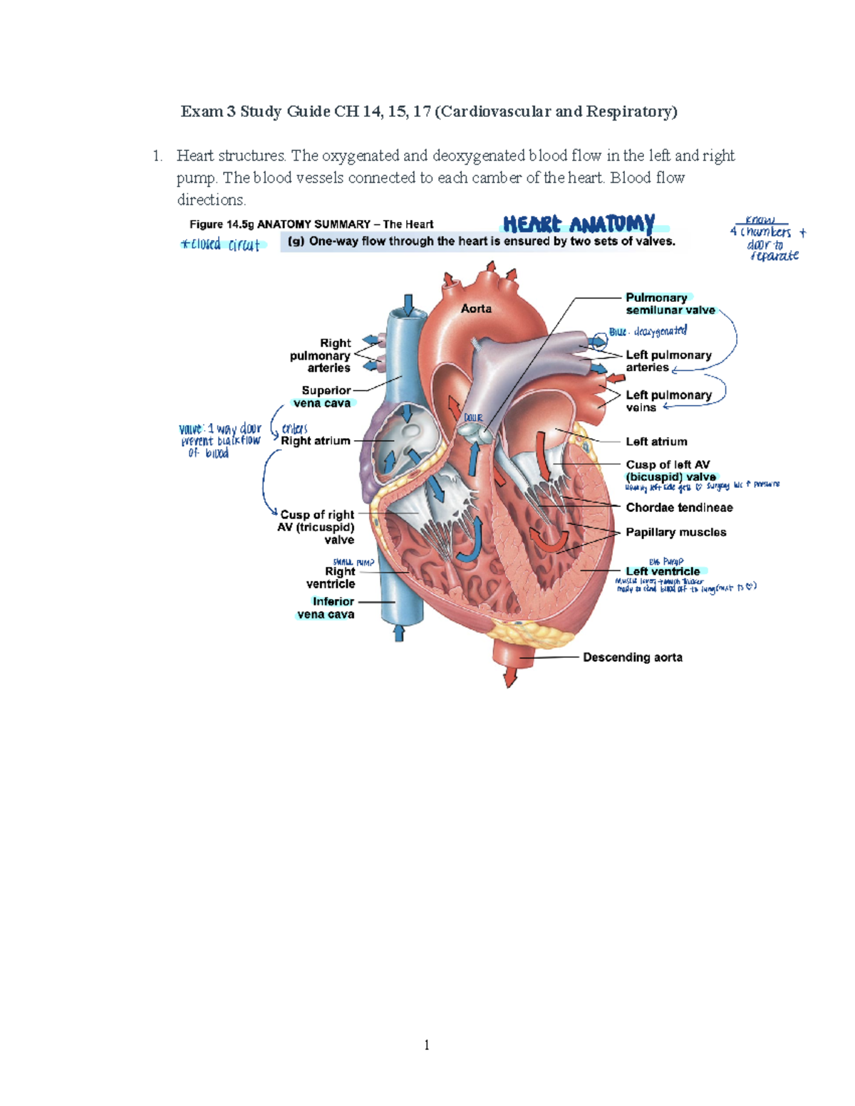 BIO 365S - Exam 3 Study Guide: Cardiovascular & Respiratory Systems ...