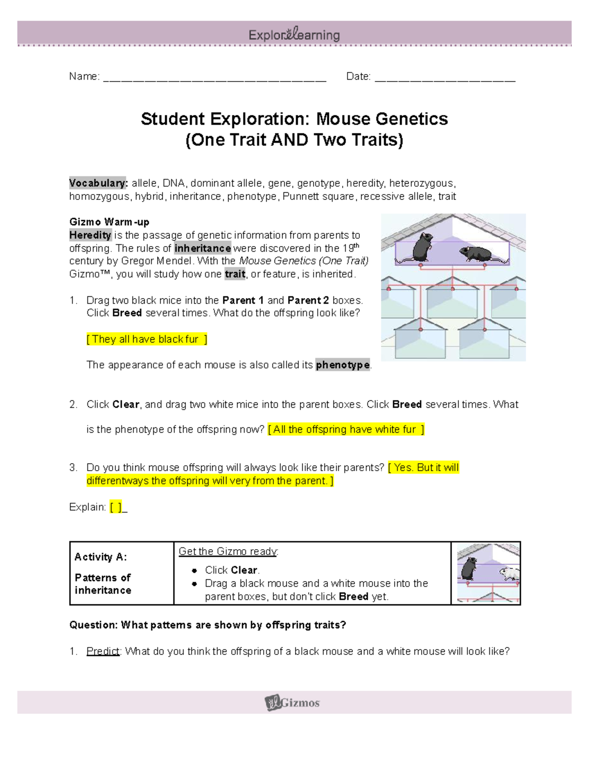 Mouse Genetics Exploration Sheet: One & Two Traits Study Guide - Studocu