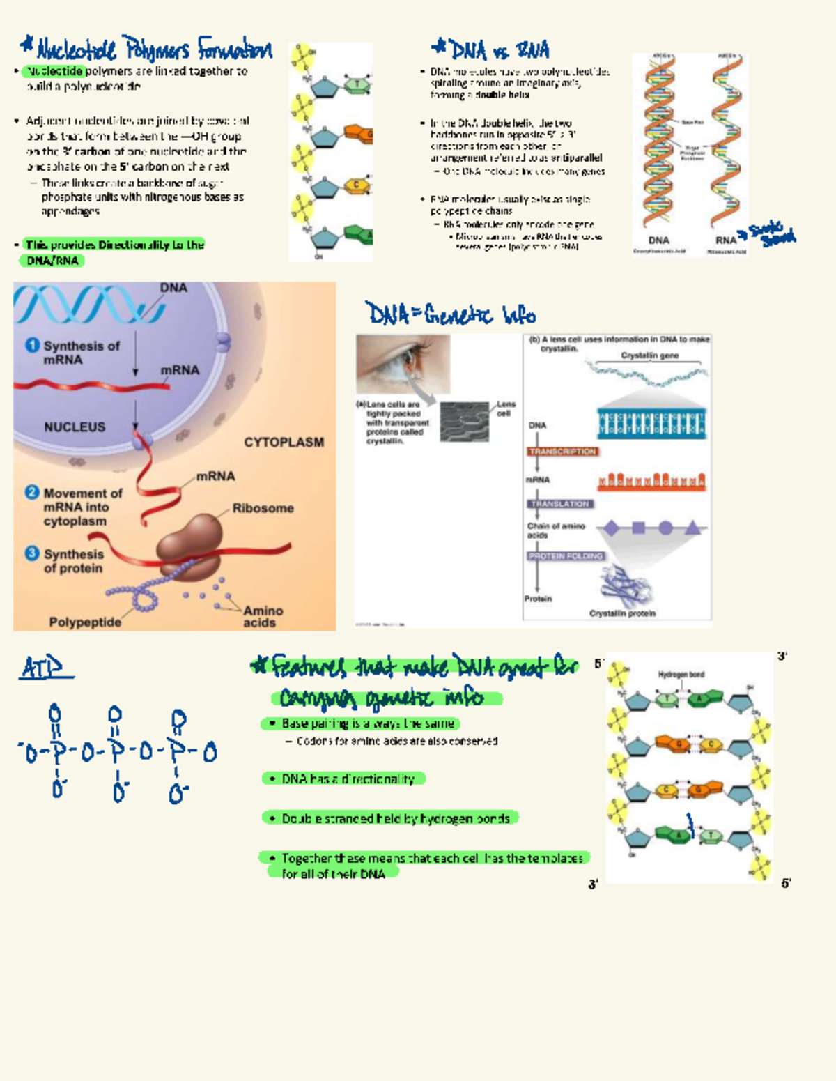 DNA and RNA: Nucleotide Polymers and Genetic Information Insights ...