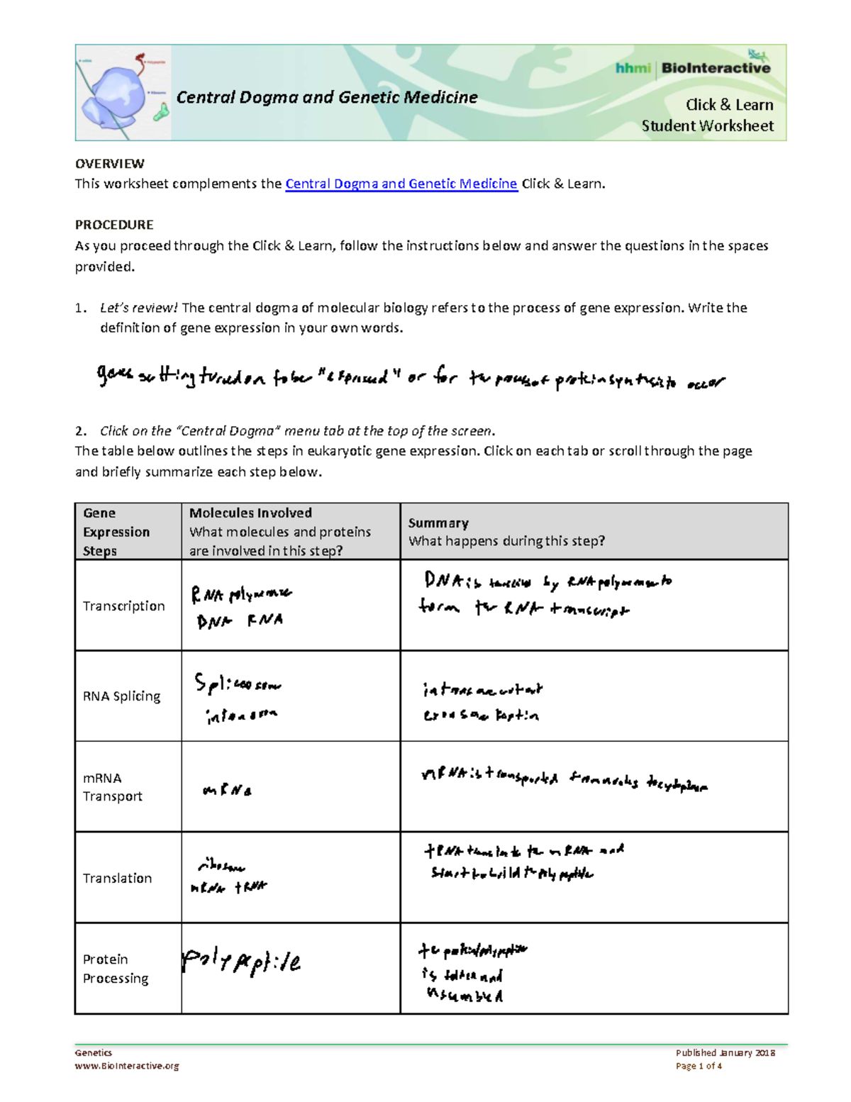 Central dogma and genetic medicine student worksheet (CDGM) - Studocu