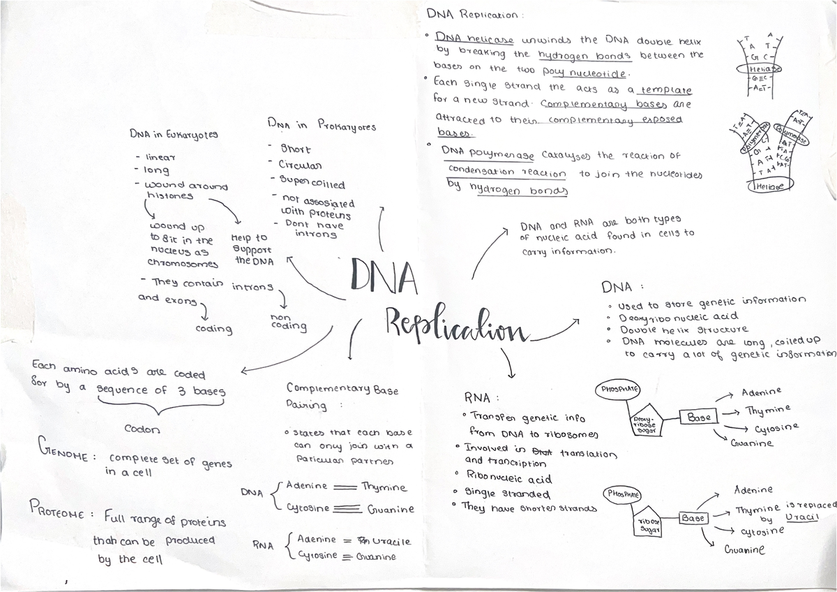 DNA Replication Mind Map: Overview of Key Concepts and Processes - Studocu