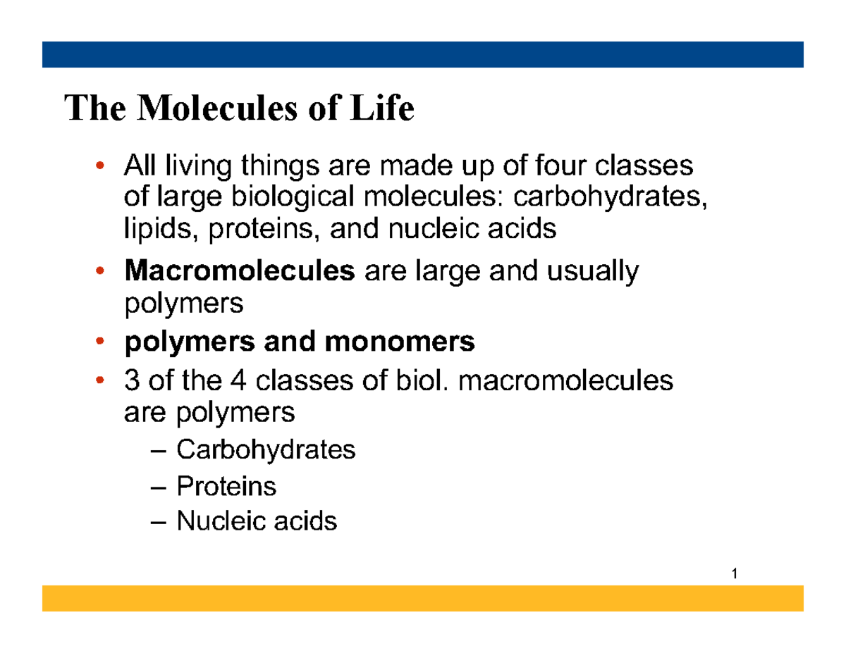 Biological Macromolecules Overview: Carbs, Proteins, & Nucleic Acids (BIO 101) - Studocu