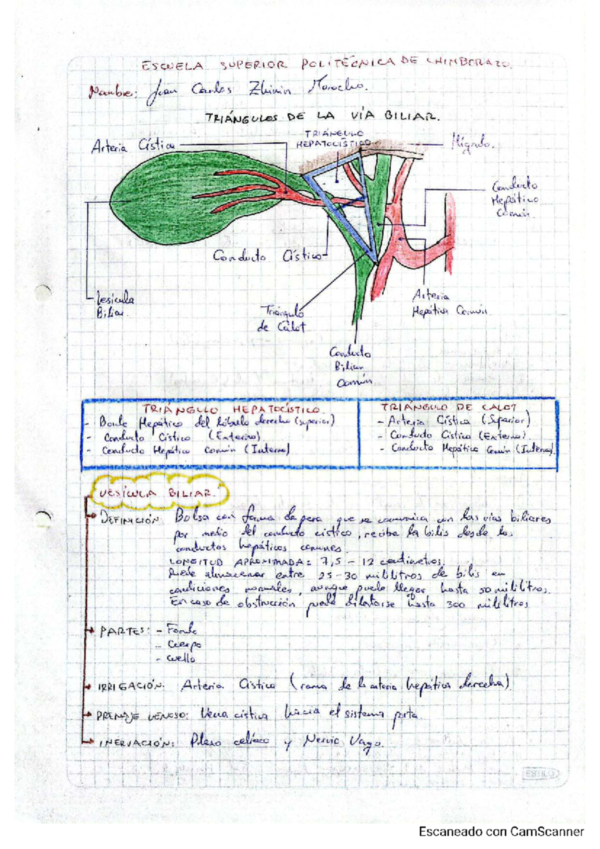 Vesícula Biliar y Colelitiasis: Anatomía y Función - Studocu