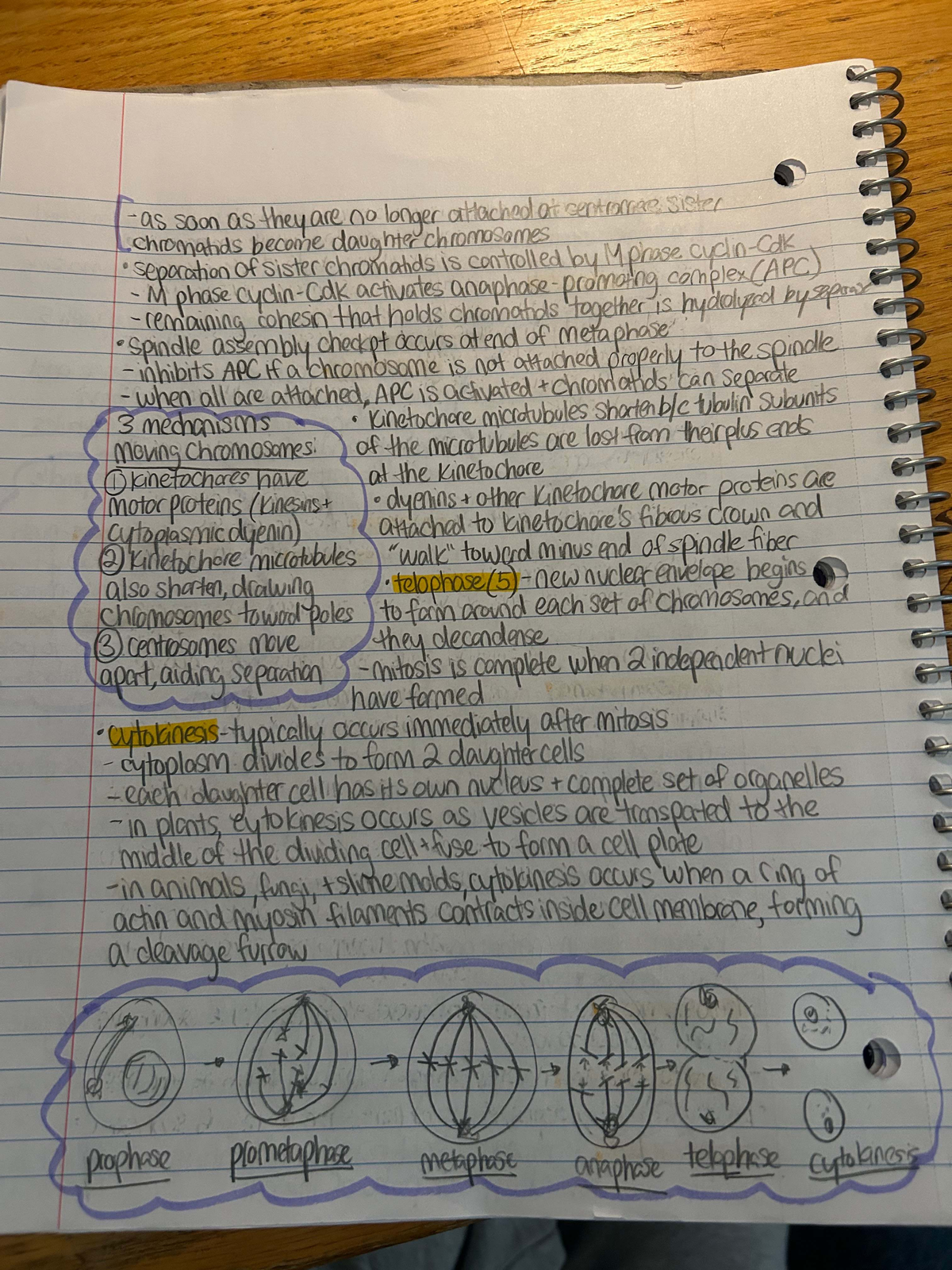 Final Exam Study Guide for Course XYZ: M Phase and Chromosome ...