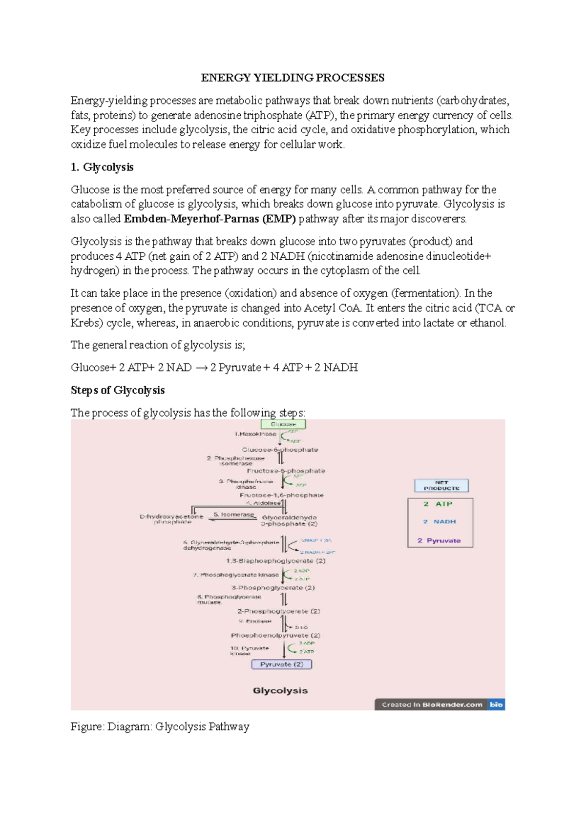 Energy Yielding Processes: Glycolysis & Krebs Cycle Overview - Studocu