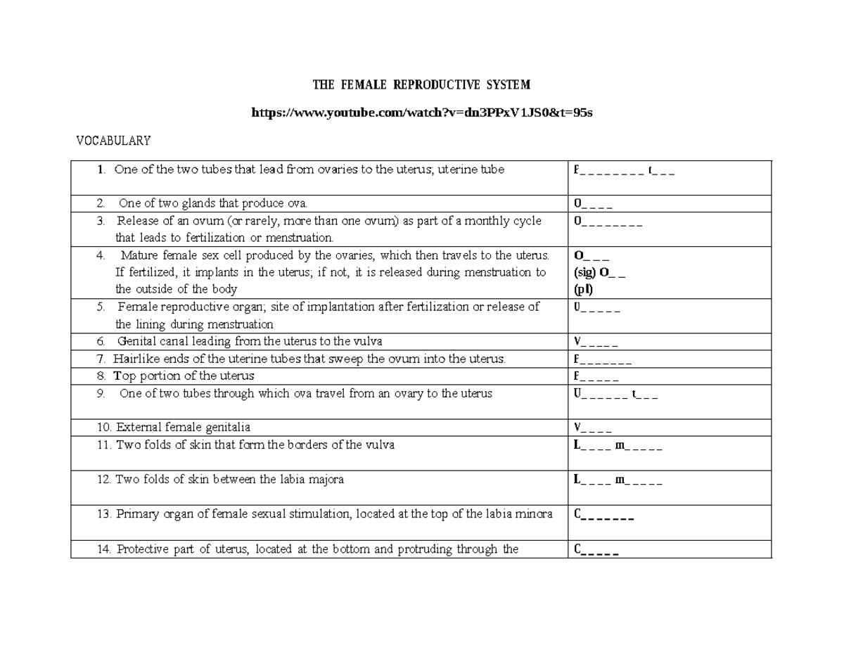 THE Female Reproductive System-photo - VOCABULARY THE FEMALE ...