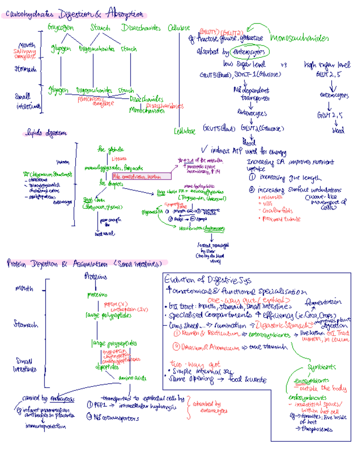 Digestive System Regulation: Carbohydrate and Lipid Absorption (GLUT2 ...