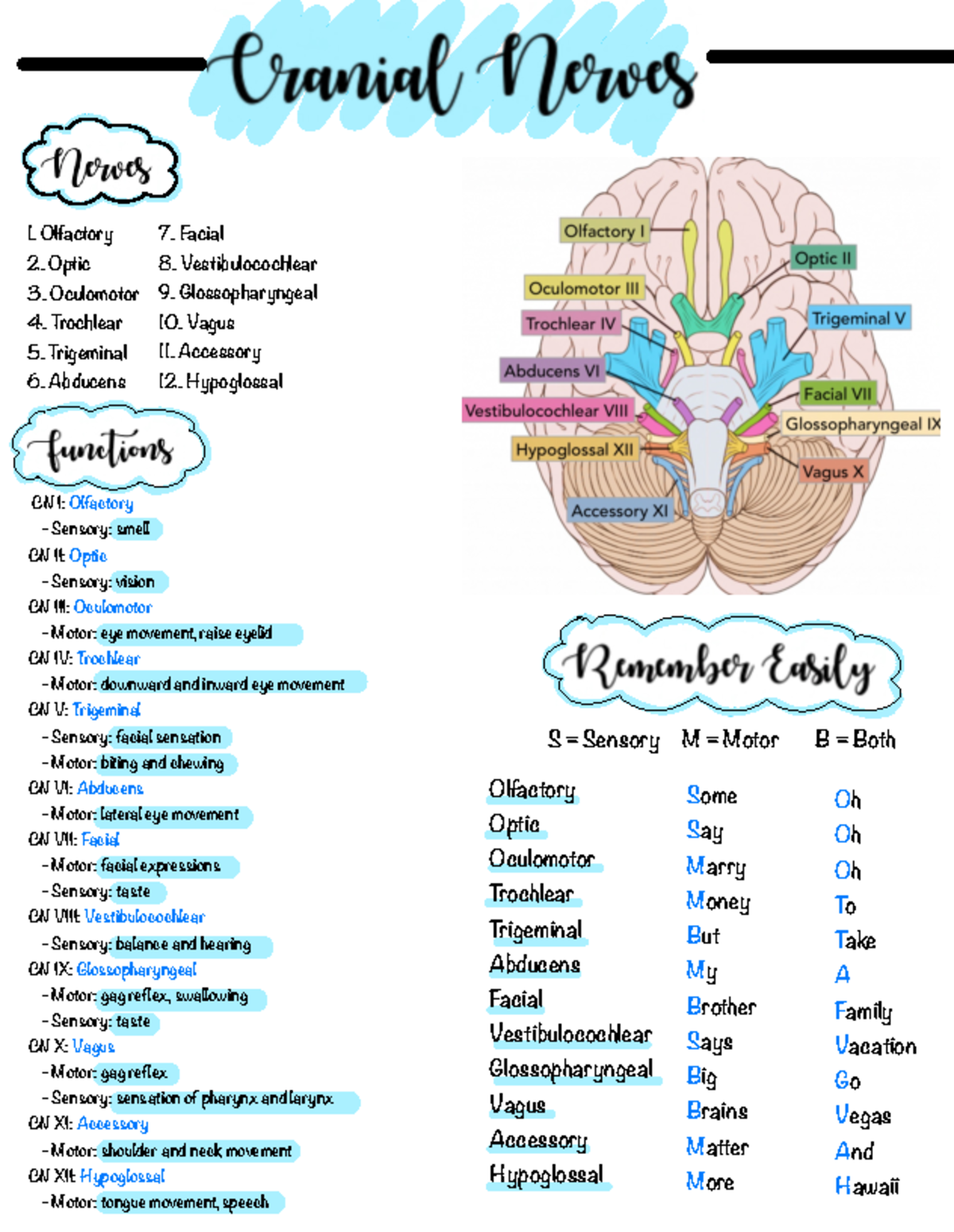 Cranial Nerves: Comprehensive Notes for NEURO 101 Course - Studocu