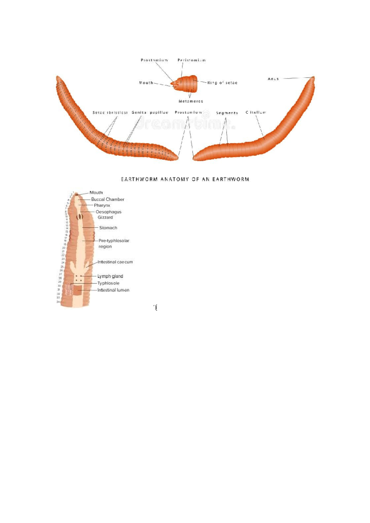 Earthworm Anatomy: Key Structures and Functions (BIO 101) - Studocu