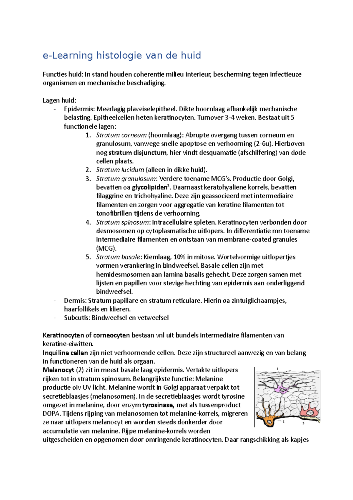 E-Learning: Histologie van de Huid - Kernpunten en Functies - Studeersnel