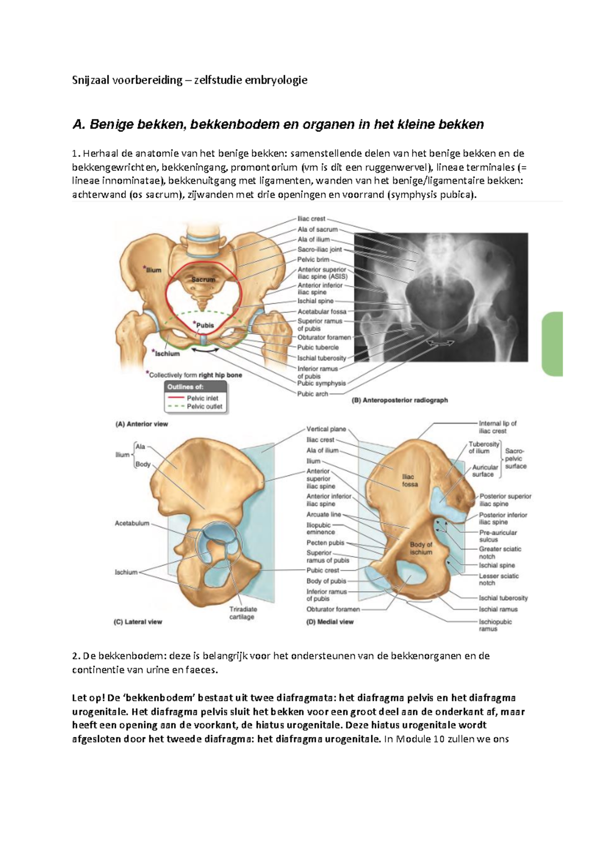 Embryologie Zelfstudie: Snijzaal Voorbereiding en Anatomie Bekken ...