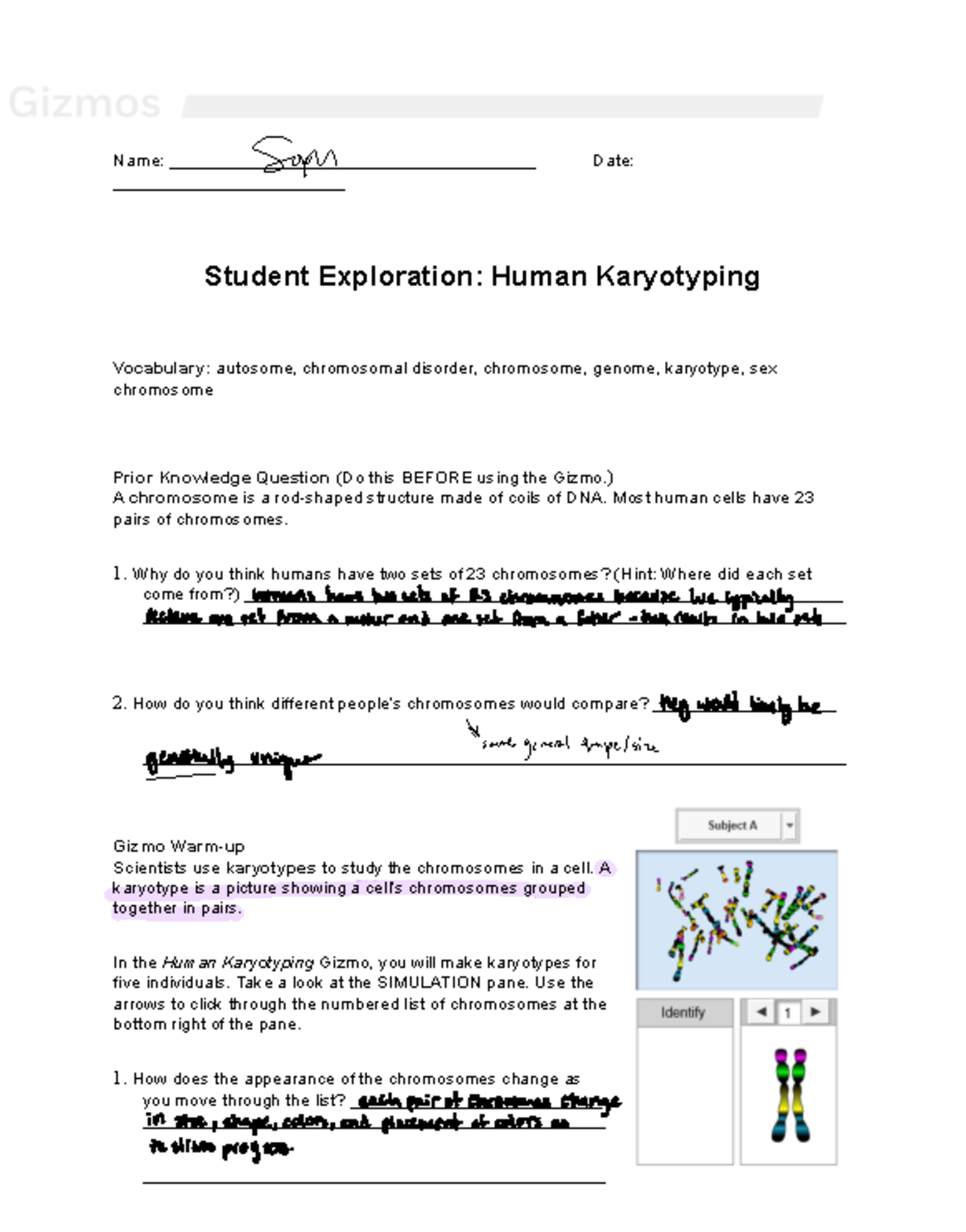 Human Karyotyping SE Exploration with Gizmos - Student Activity - Studocu