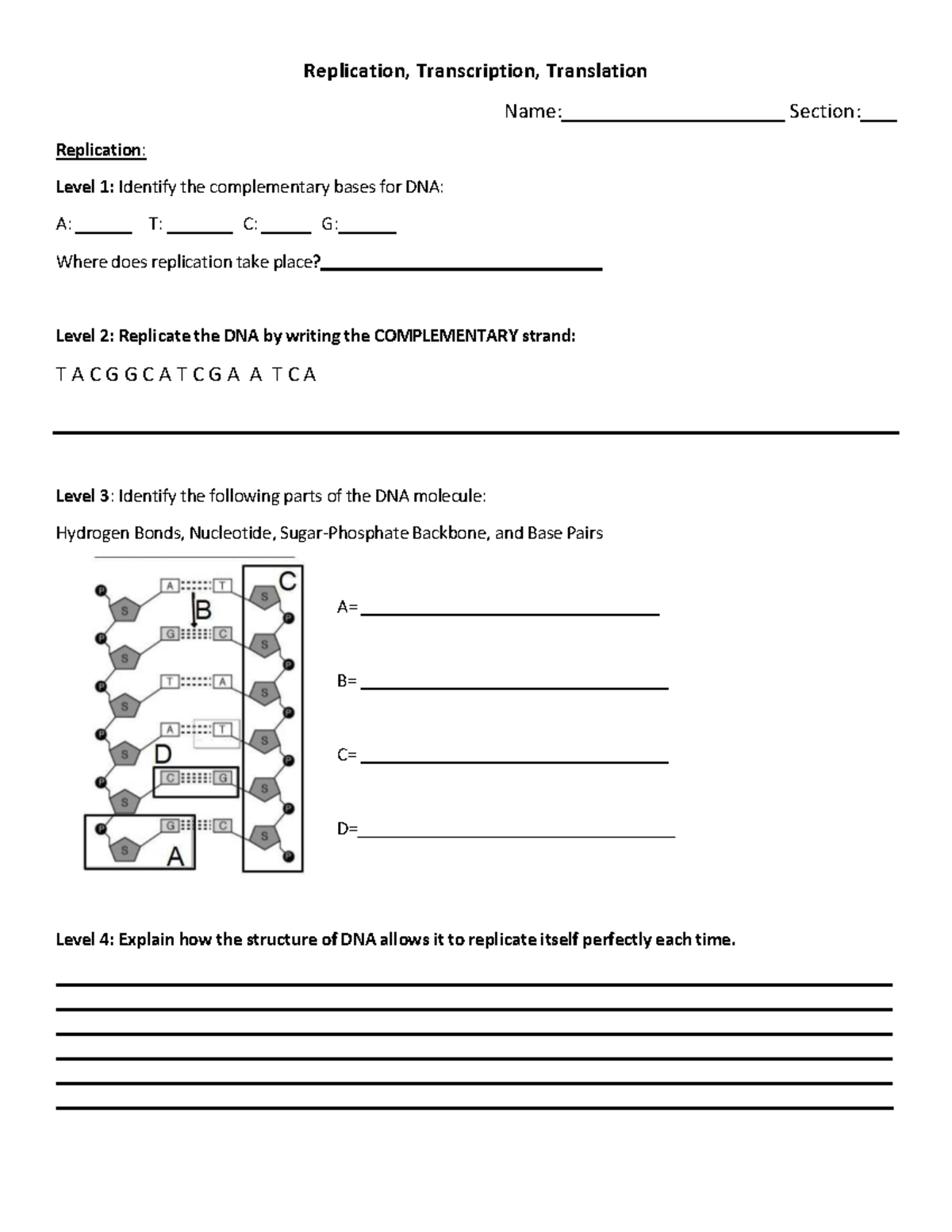 Transcription and Translation HW 25: DNA to RNA and Protein Synthesis ...