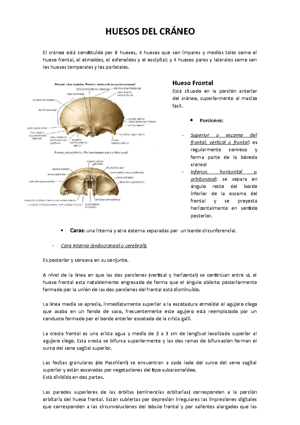 Huesos DEL Cráneo Resumén - HUESOS DEL CRÁNEO El cráneo está ...