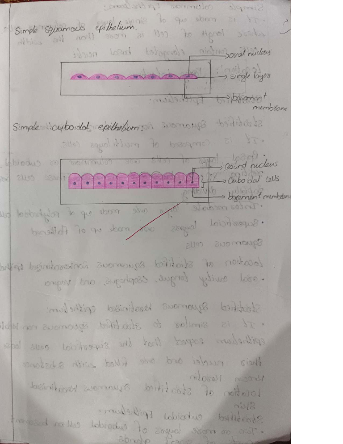 Histology Study Notes: Simple Squamous to Columnar Epithelium (BIO 320 ...