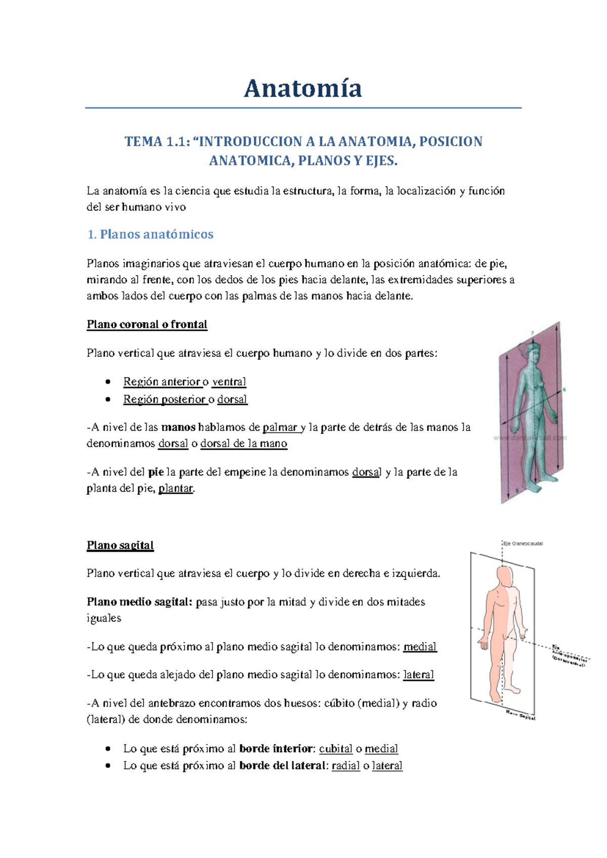 Planos Y Ejes De Anatomía Planos Y Ejes Corporales Posiciones