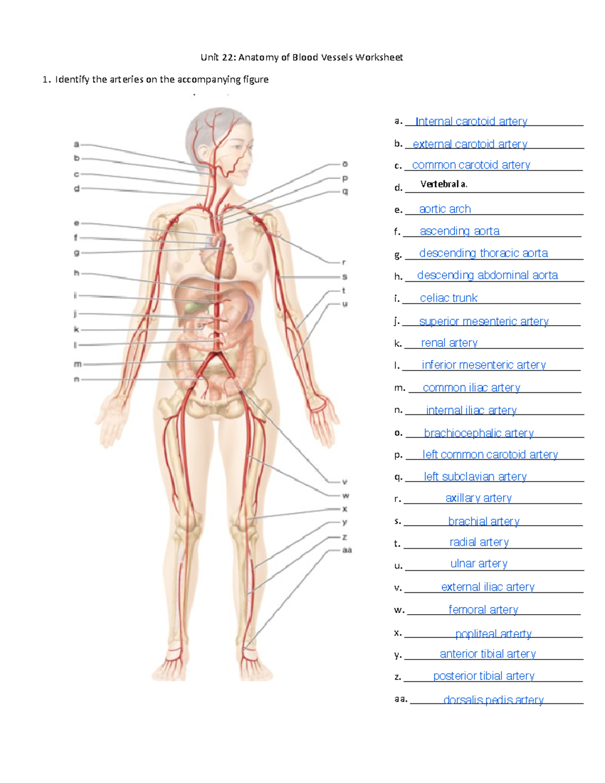 Veins And Arteries Worksheet