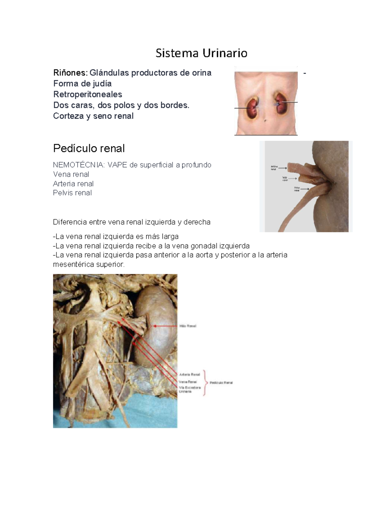 Repaso de la Estructura del Sistema Urinario y Respiratorio - Apuntes ...