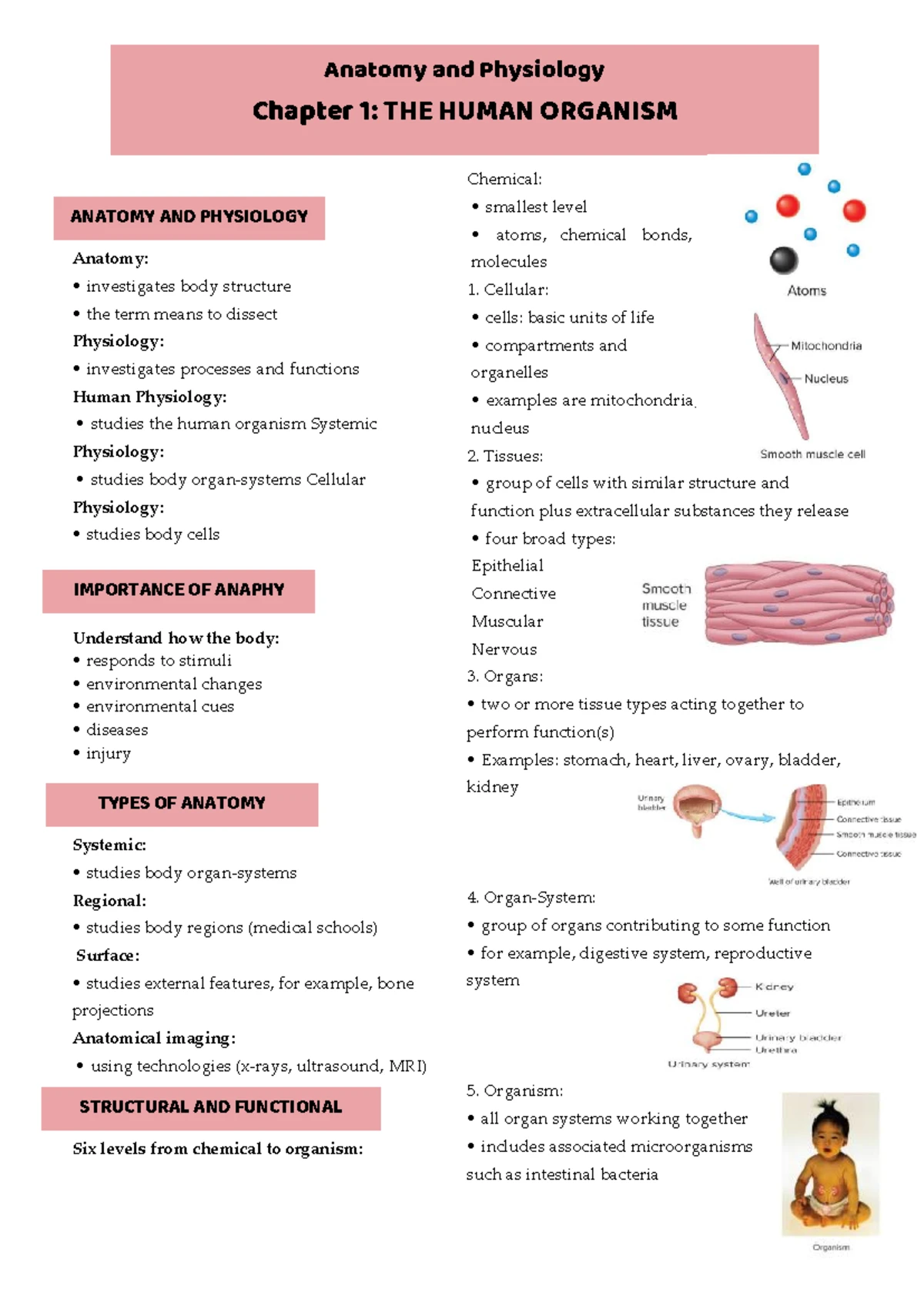 Anatomy & Physiology: 1st Semester Study Notes Overview - Studocu