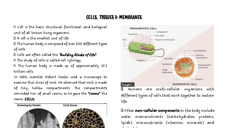 Cells, Tissues & Membranes: A Comprehensive Overview (BIO101) - Studocu