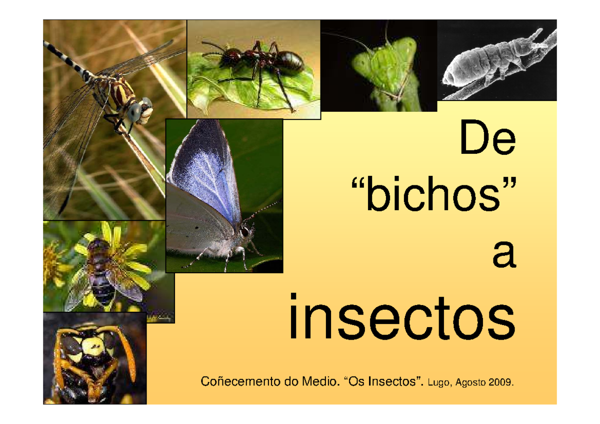 De Bichos a Insectos: Coñecemento do Medio (Curso 2009) - Studocu