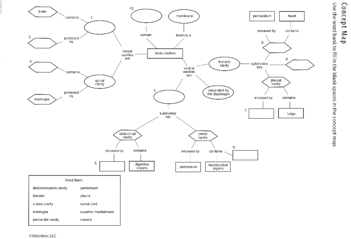 Lab 2 - Concept Map of Body Cavities and Membranes - Studocu