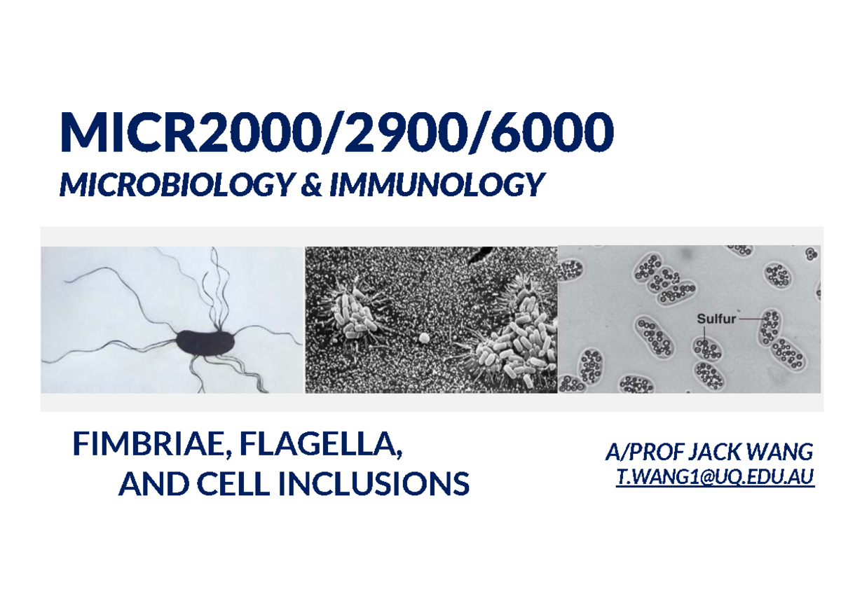 MICROBIOLOGY L3: Fimbriae, Flagella & Cell Inclusions Overview - Studocu