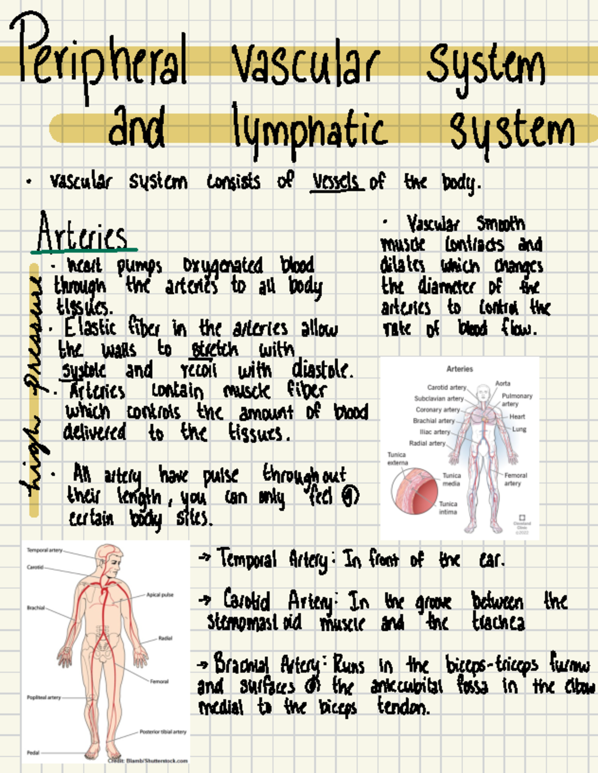 Nursing 203 Peripheral Vascular System Notes - Studocu