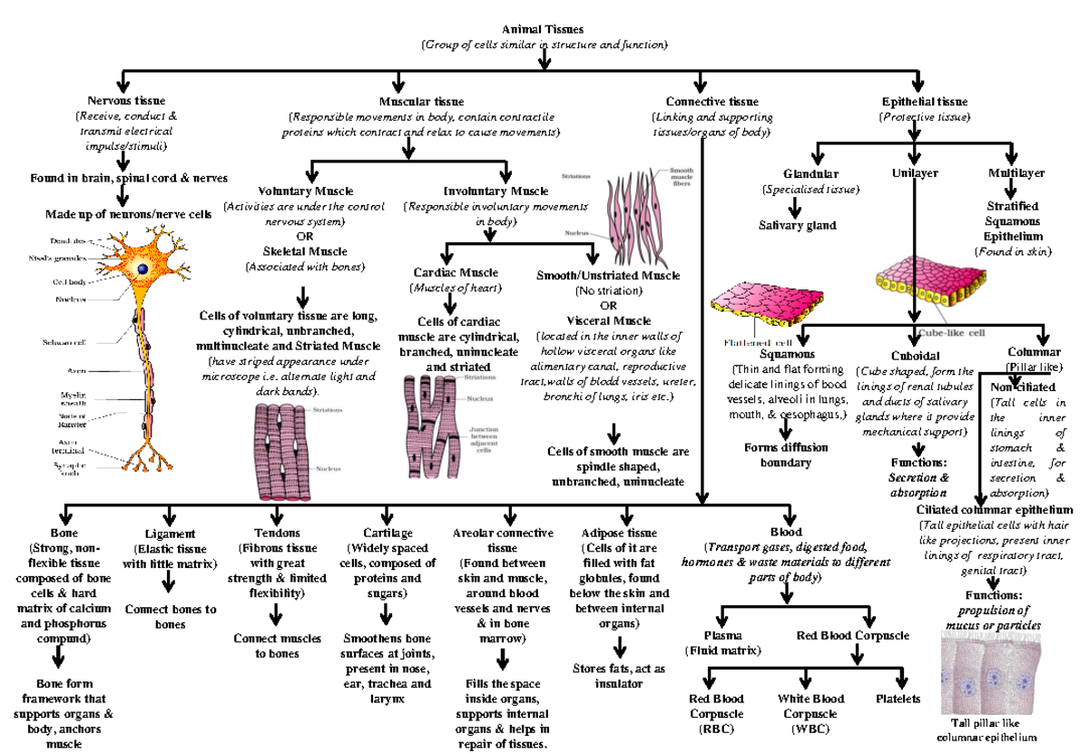 Concept Map of Animal Tissues: Structure & Functions Overview - Studocu
